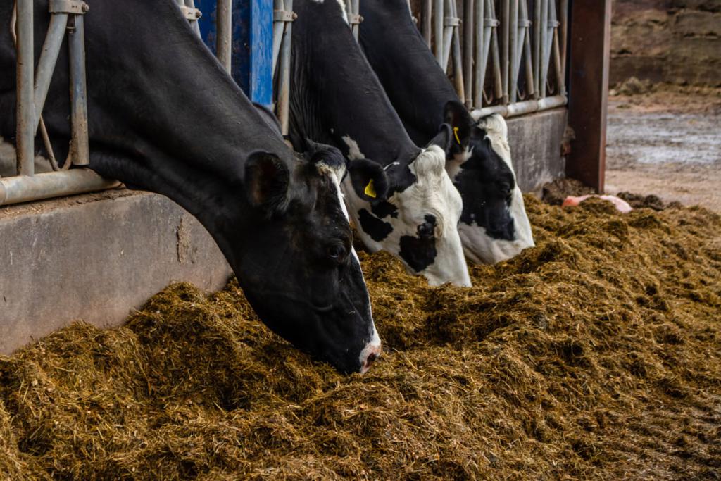 Our Company / ED&F Man Liquid Products